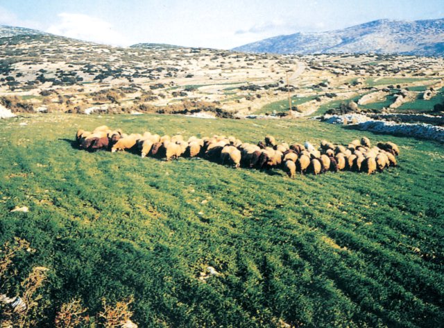 Δράμα: Ημερίδα για την ενίσχυση της κτηνοτροφίας | Νεα Ομοσπονδία ...